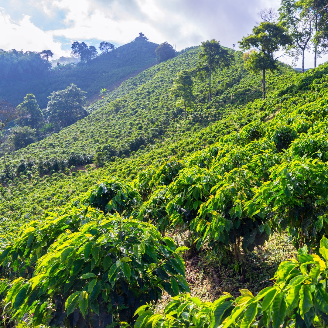 Adventure-Inspired Specialty Coffee | Off Road Coffee
