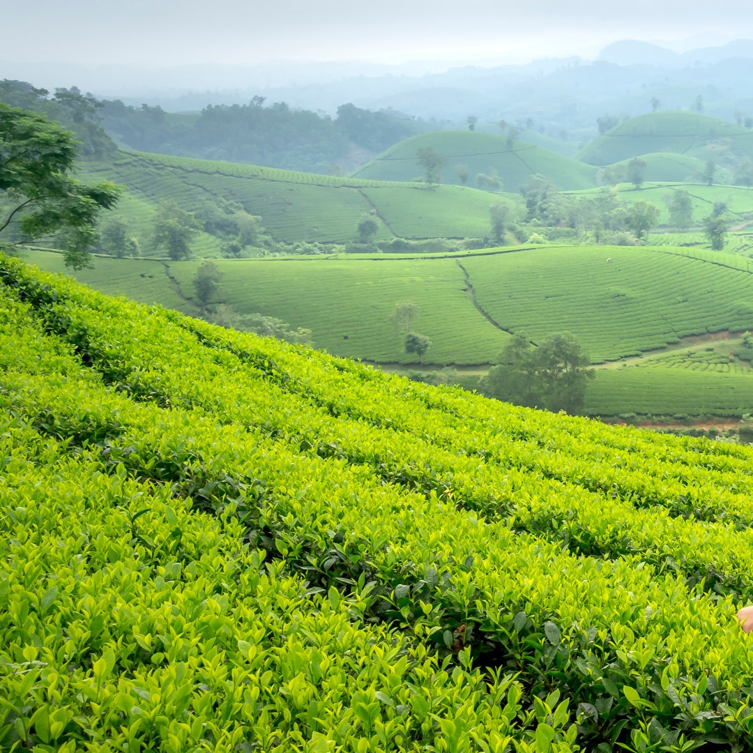 Artison Loose Leaf Tea – Off Road Coffee